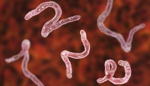 The Ultimate Guide: What is the Difference Between Mebendazole ...